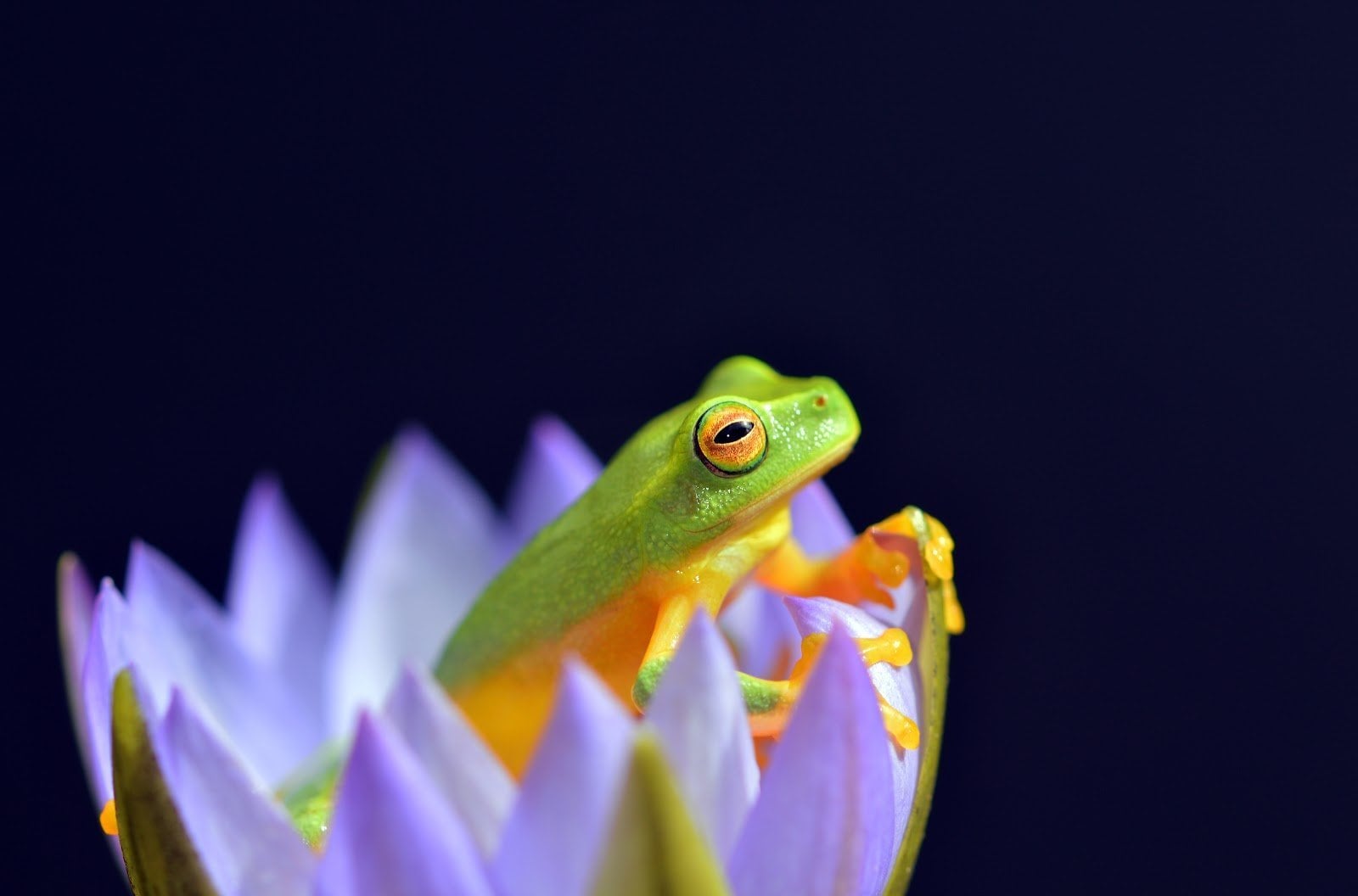 8 Tips for Macro Photography Beginners