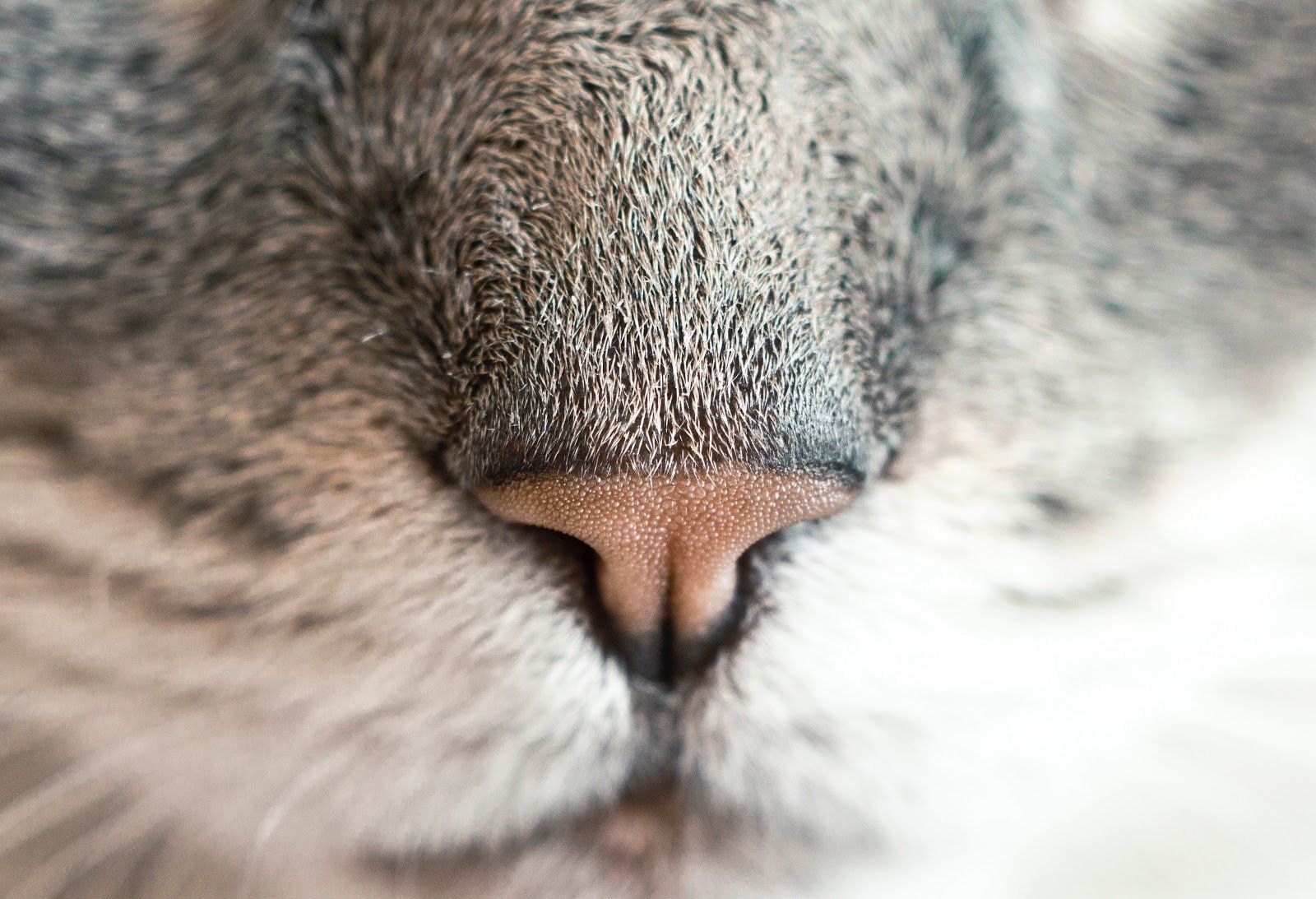 8 Tips for Macro Photography Beginners