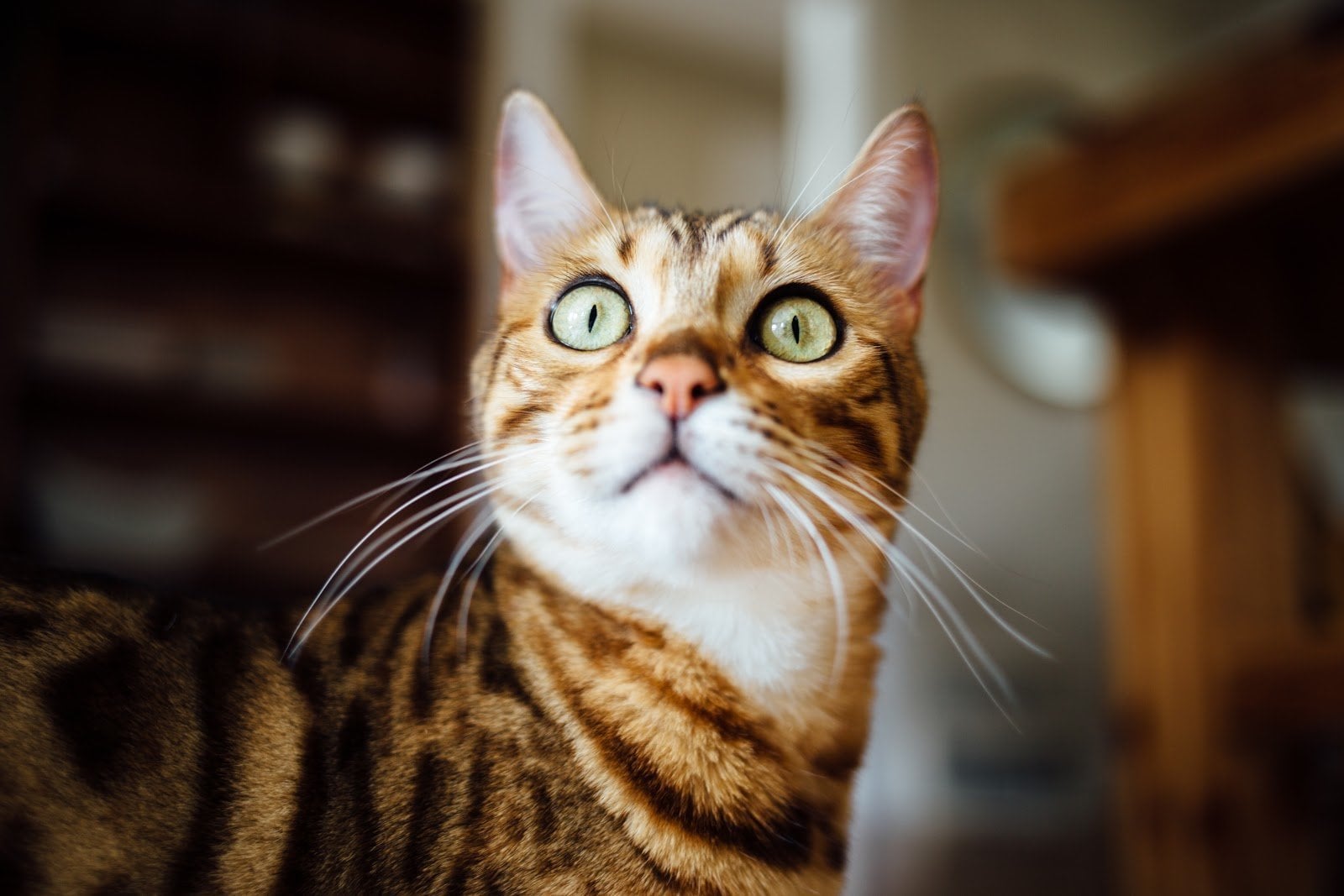 19 creative ways to capture the purr-fect cat portrait