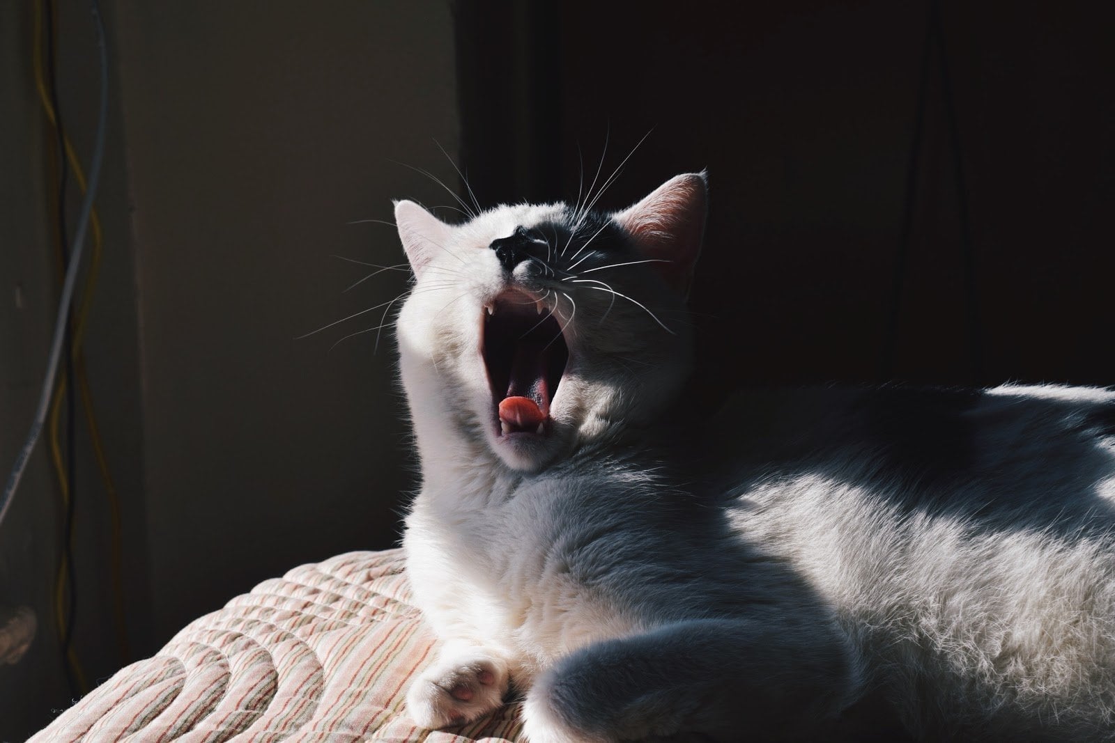 19 creative ways to capture the purr-fect cat portrait