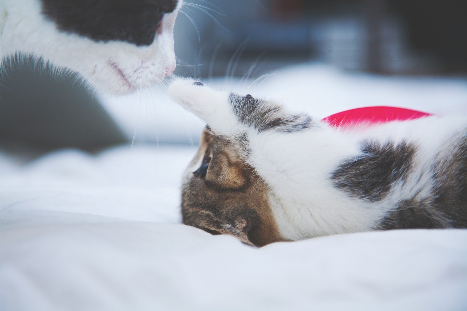 19 creative ways to capture the purr-fect cat portrait
