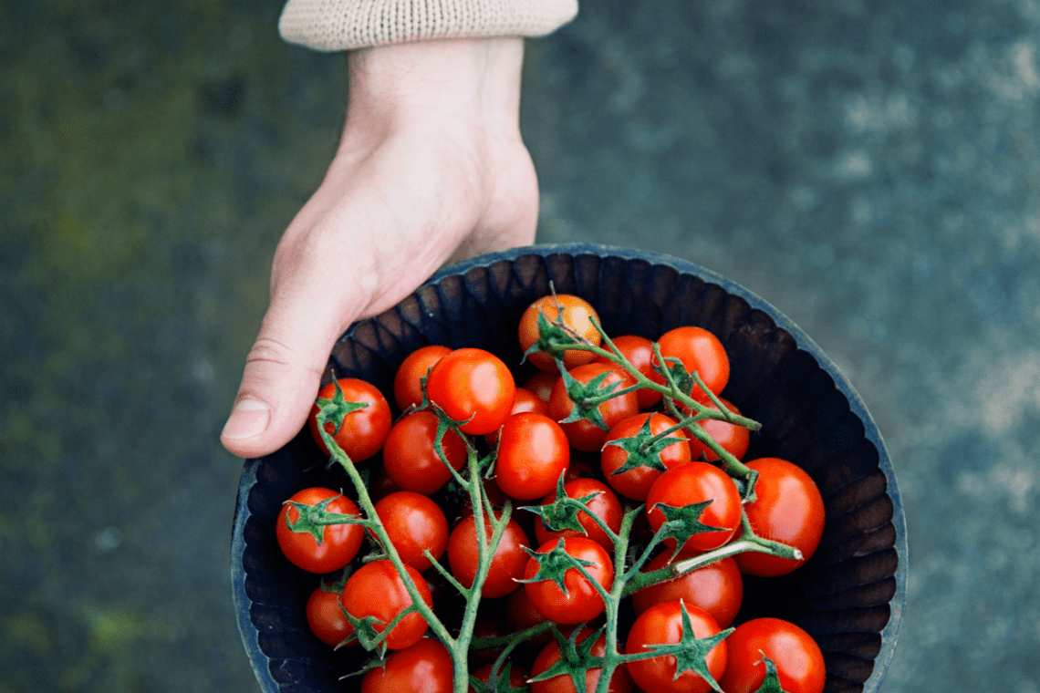 Color Combination Tomato Time - Canva's Design Wiki