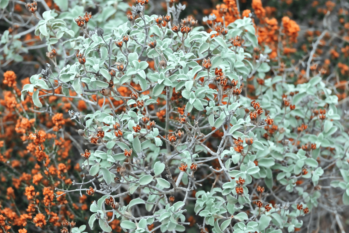 Color Combination Icy Greens - Canva's Design Wiki