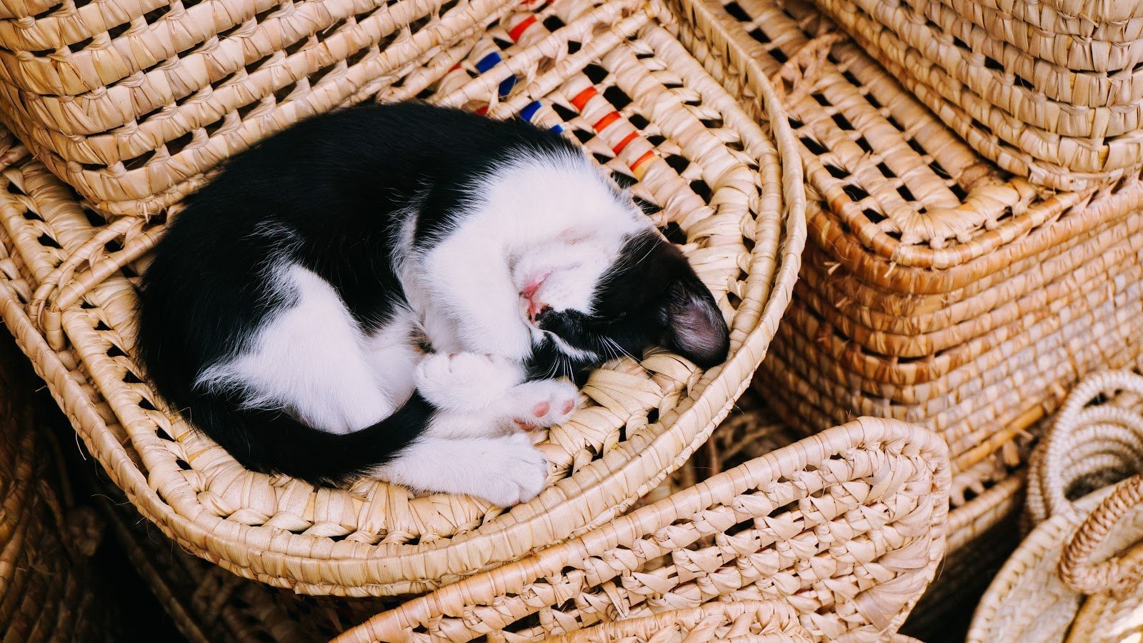 19 creative ways to capture the purr-fect cat portrait