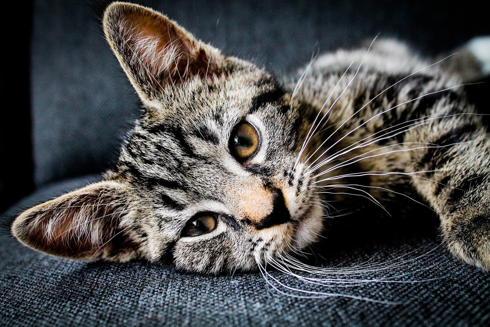 19 creative ways to capture the purr-fect cat portrait