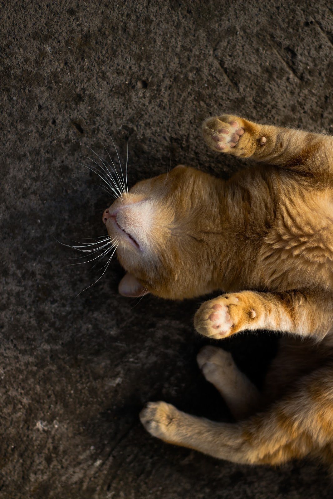 19 creative ways to capture the purr-fect cat portrait