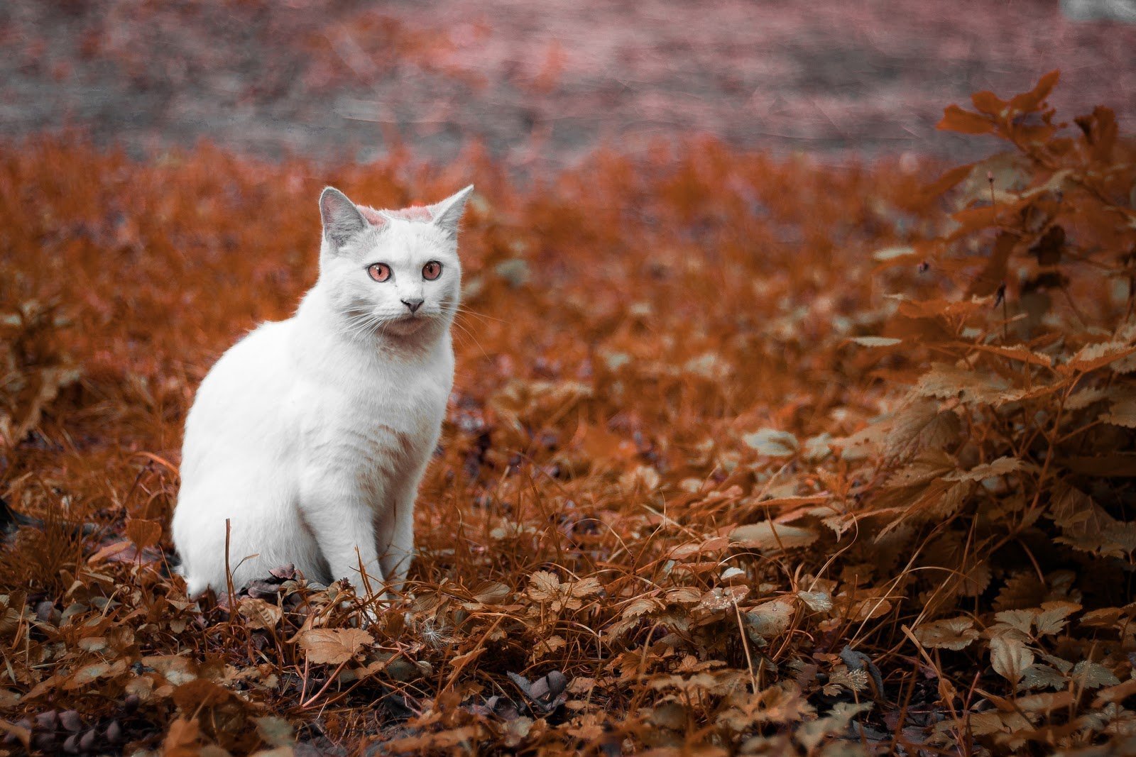 19 creative ways to capture the purr-fect cat portrait
