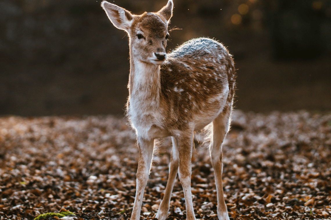 Color Combination A Single Fawn - Canva's Design Wiki