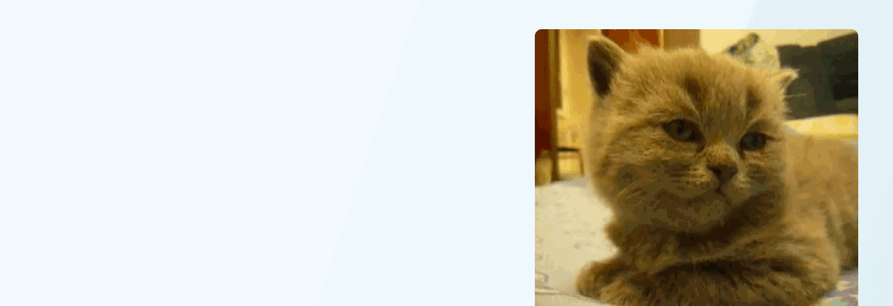 Free GIFs: Download GIFs for Free | Canva