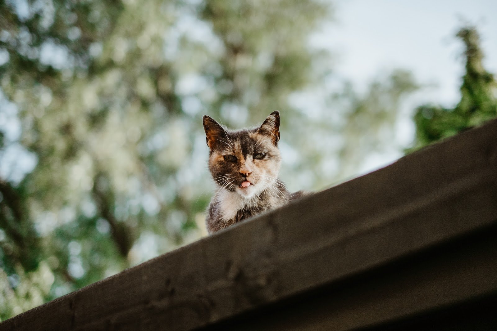 19 creative ways to capture the purr-fect cat portrait