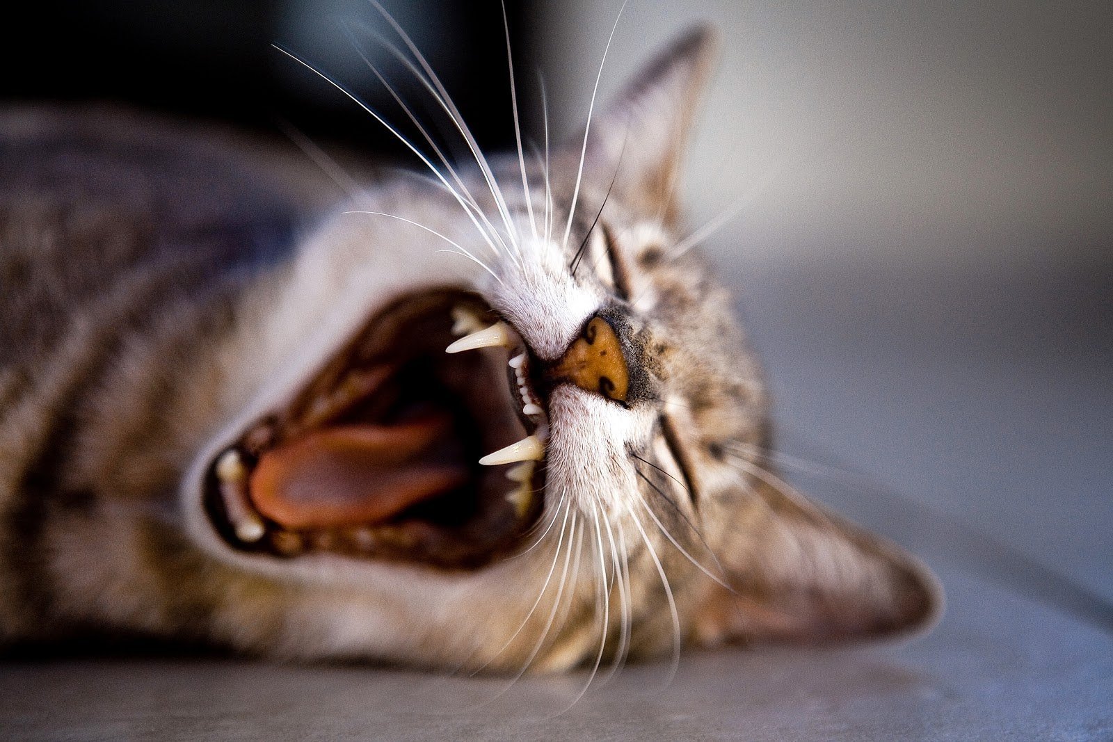 19 creative ways to capture the purr-fect cat portrait