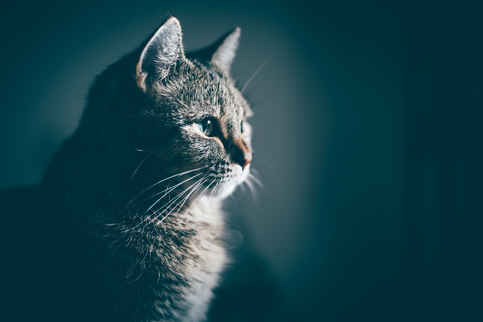 19 creative ways to capture the purr-fect cat portrait