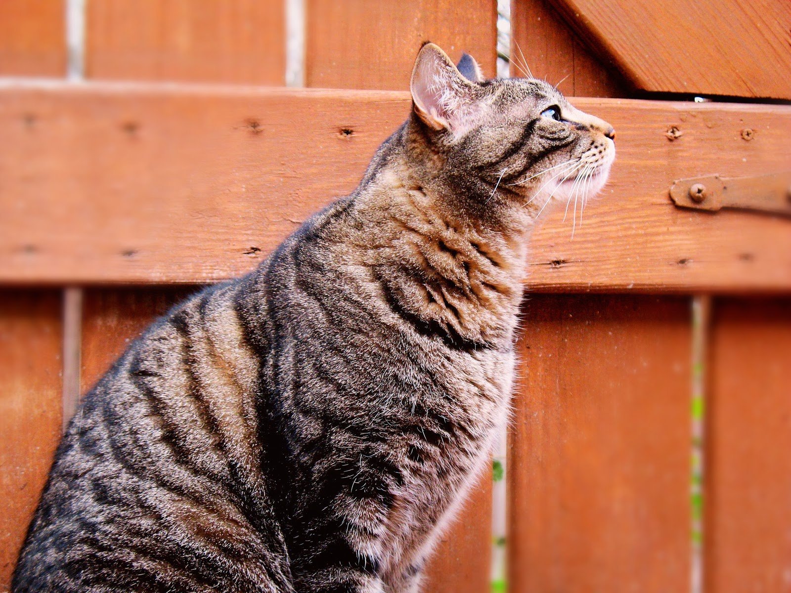 19 creative ways to capture the purr-fect cat portrait