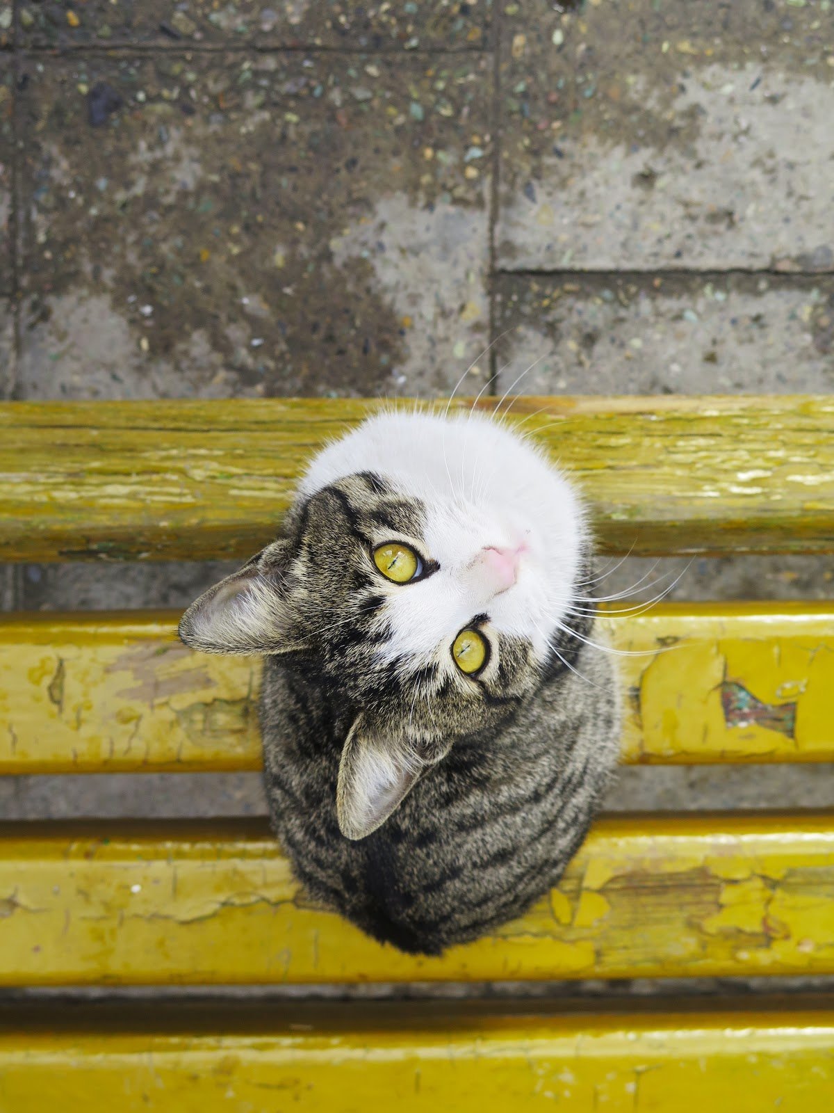19 creative ways to capture the purr-fect cat portrait