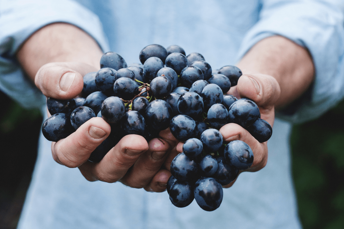 Color Combination Berry Bounty - Canva's Design Wiki