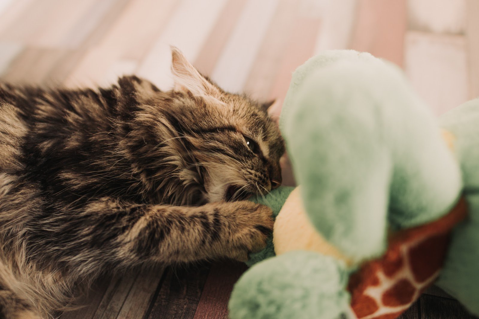 19 creative ways to capture the purr-fect cat portrait